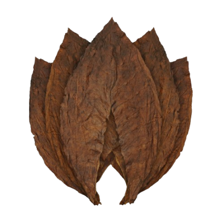 SECO - Criollo 98 - Rep. dominicaine